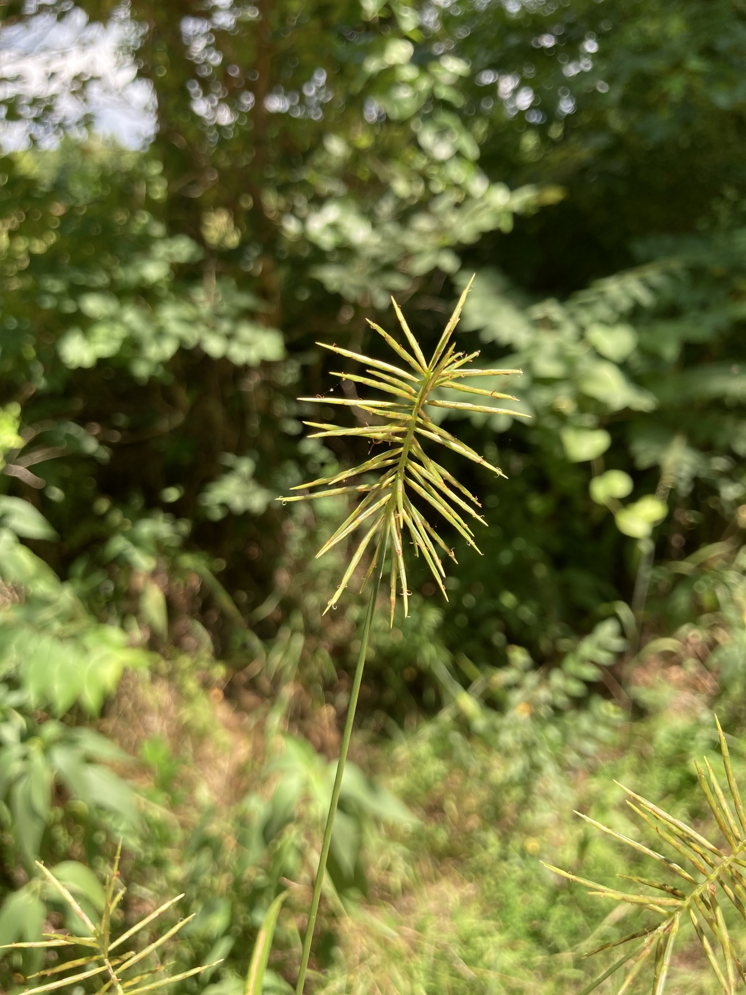 Cyperus refractus Engelm. ex Boeckeler