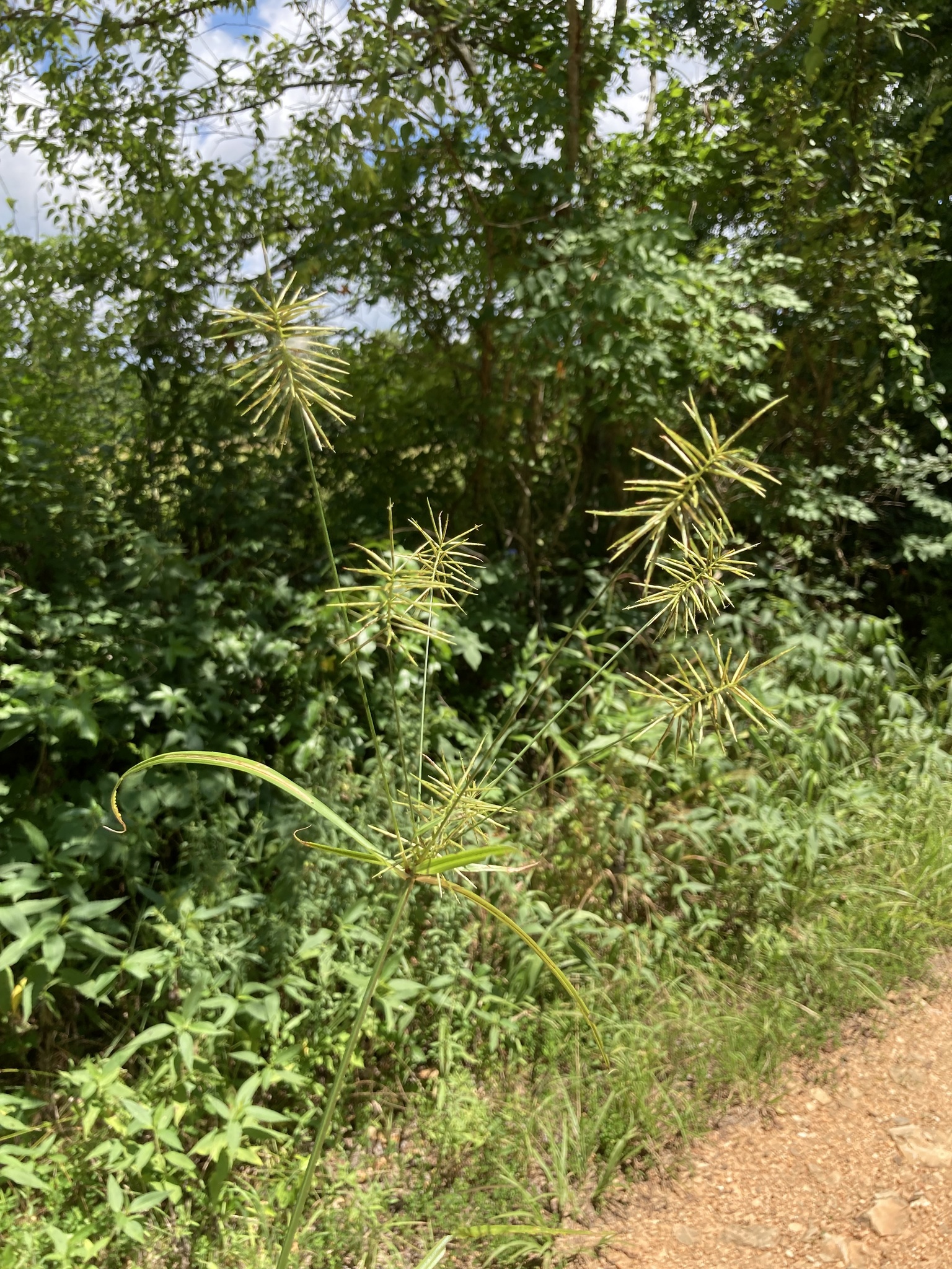 Cyperus refractus Engelm. ex Boeckeler