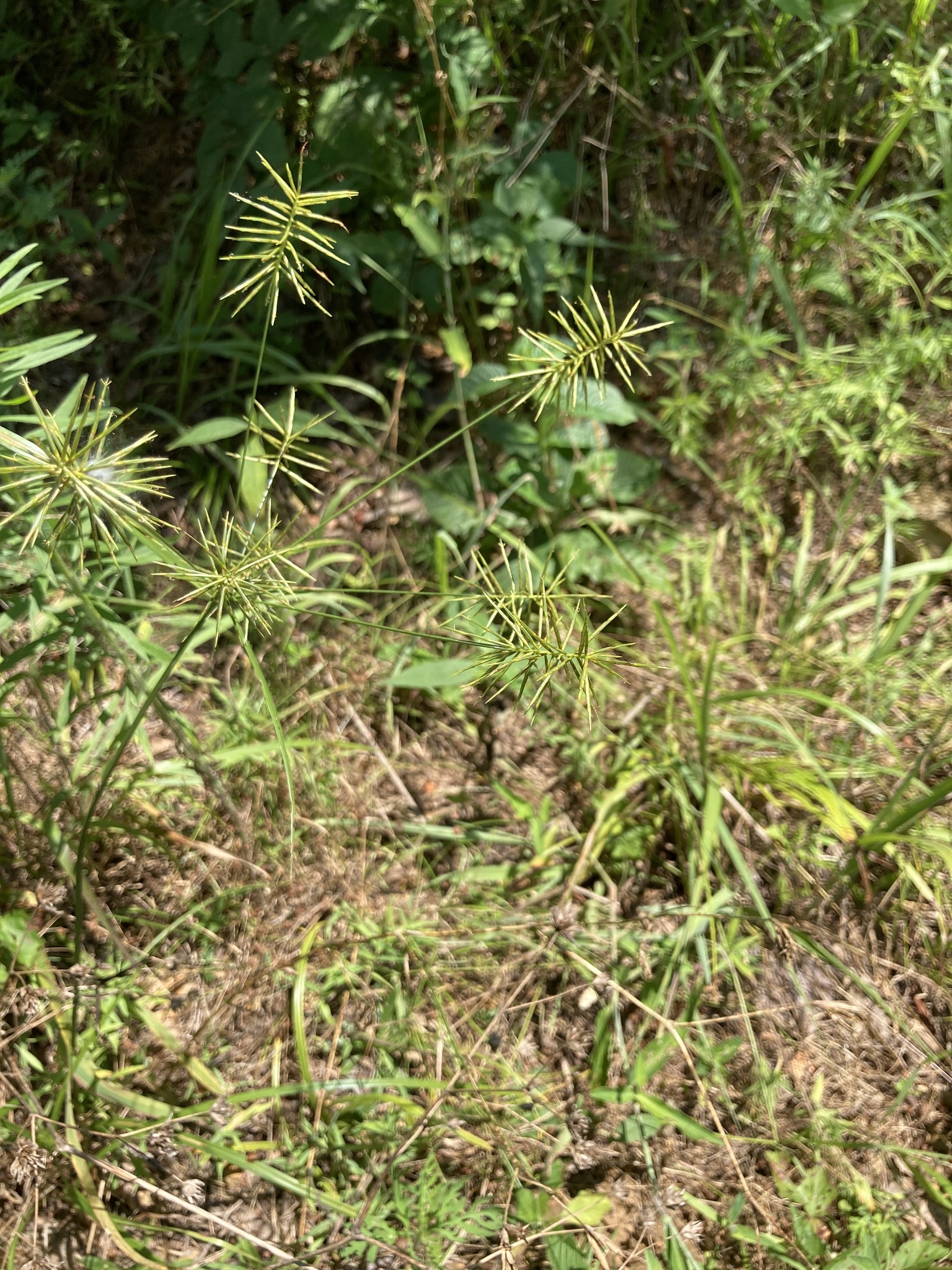 Cyperus refractus Engelm. ex Boeckeler