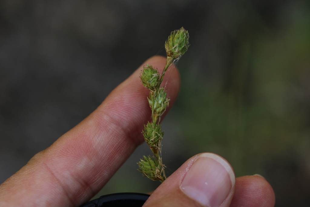 blunt broom sedge from Mackinac County, MI, USA on June 17, 2021 at 05: ...