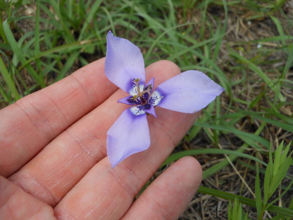 Prairie Nymph from Brazoria County, US-TX, US on April 07, 2013 by Sam ...