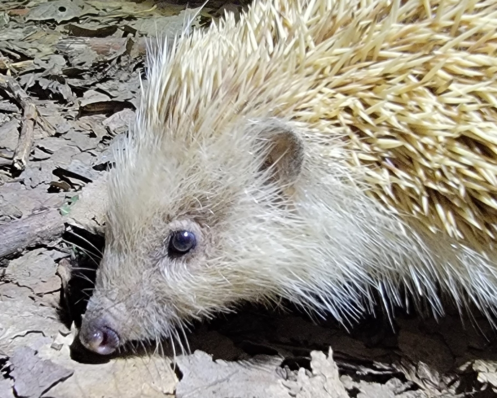 Hugh's Hedgehog (Mesechinus hughi) - Know Your Mammals
