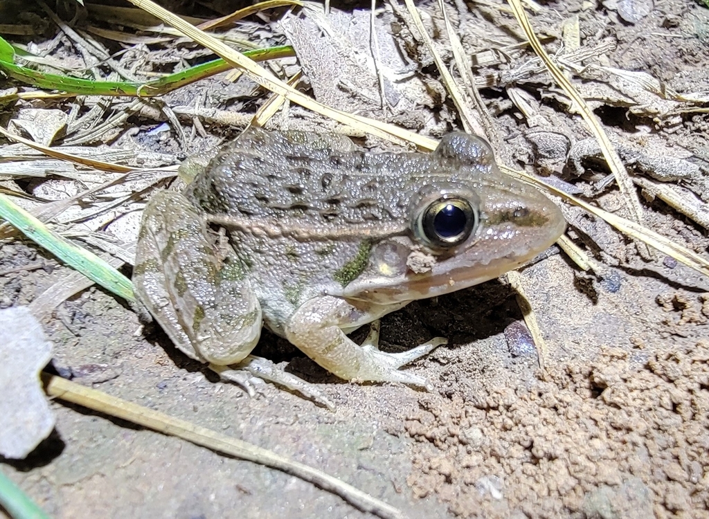 Black-spotted Frog in July 2021 by Amaël Borzée · iNaturalist