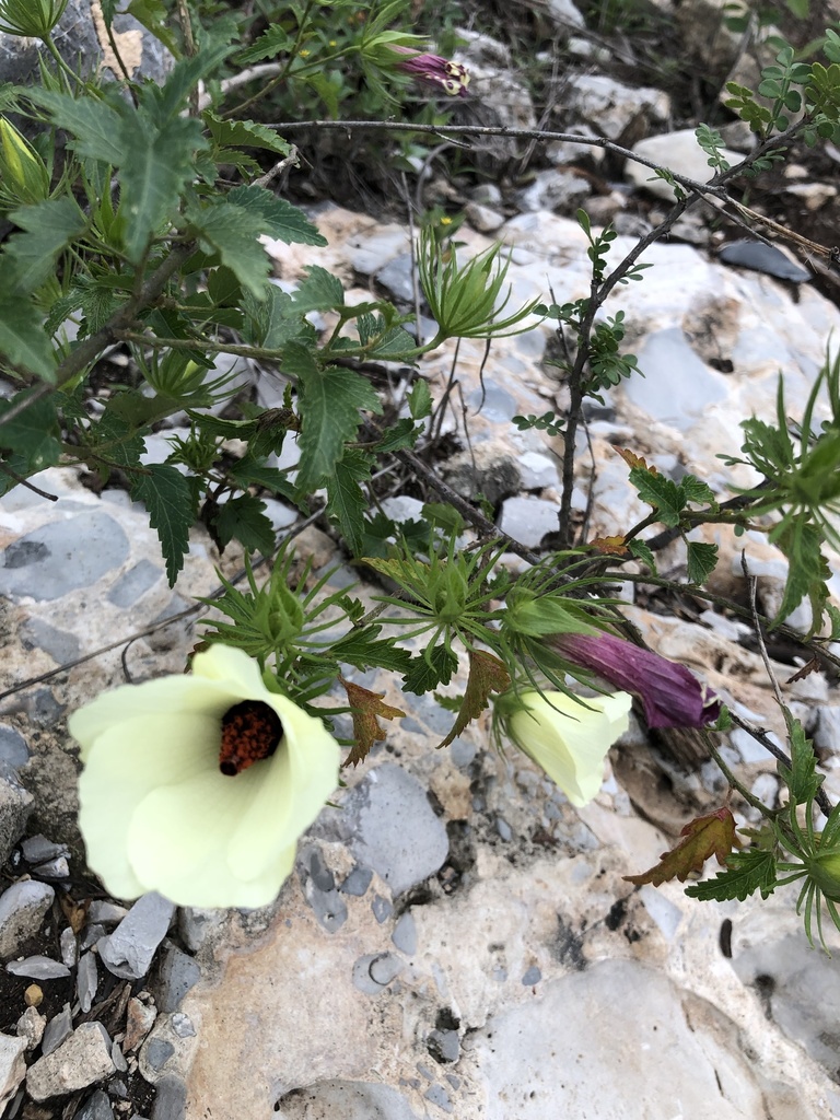 (Hibiscus acicularis) - Botanical Realm