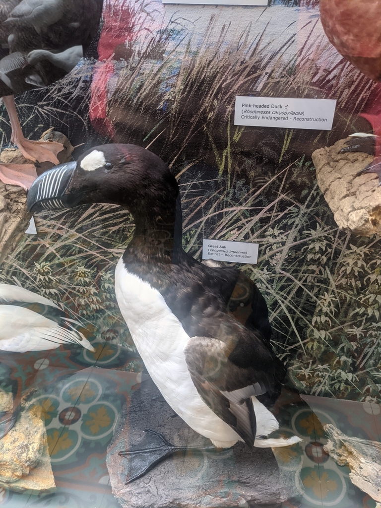 Great Auk in July 2021 by Austin R. Kelly · iNaturalist