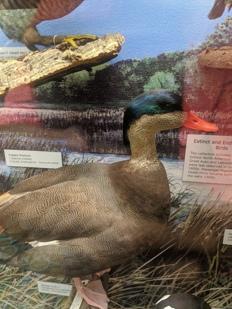 Crested Shelduck in July 2021 by Austin R. Kelly · iNaturalist