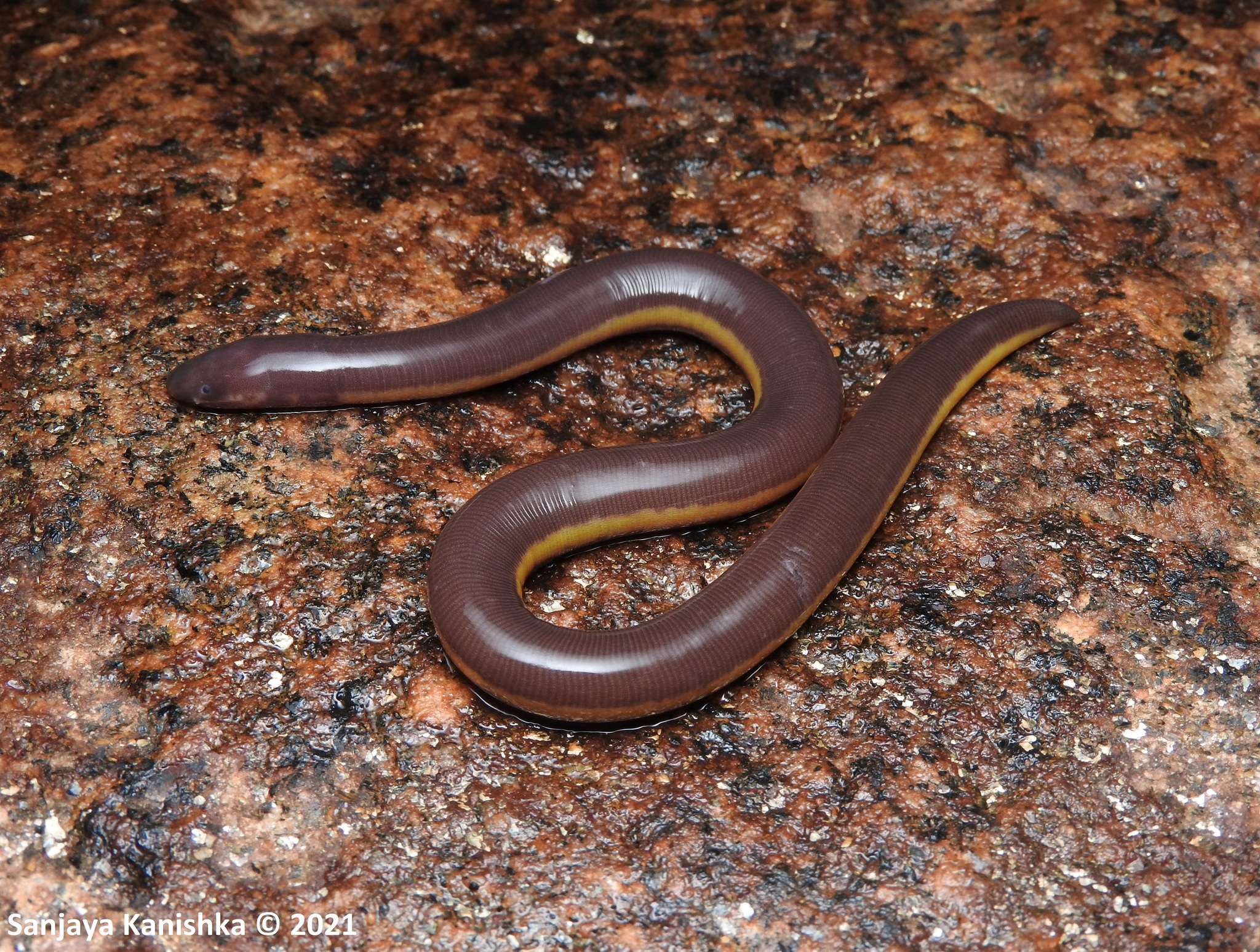 Ichthyophis glutinosus (Linnaeus, 1758)