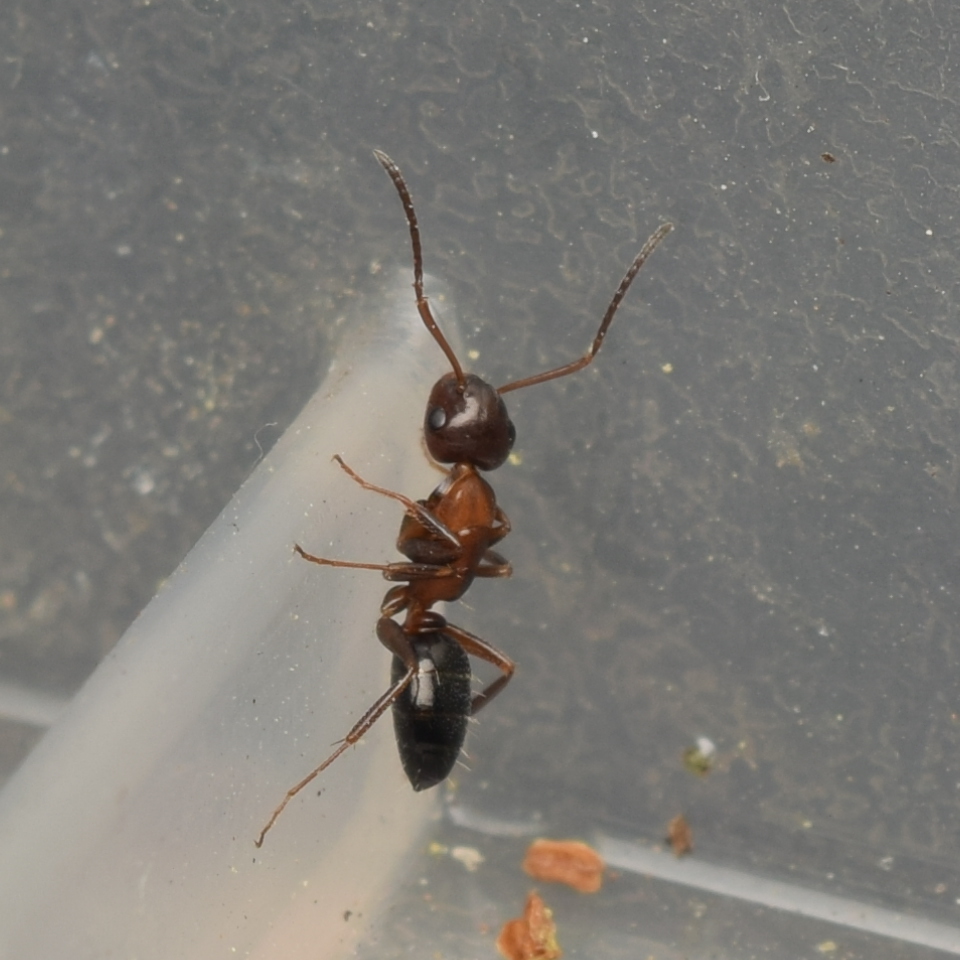 Camponotus hyatti Emery, 1893