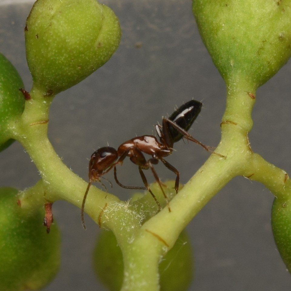 Camponotus hyatti Emery, 1893