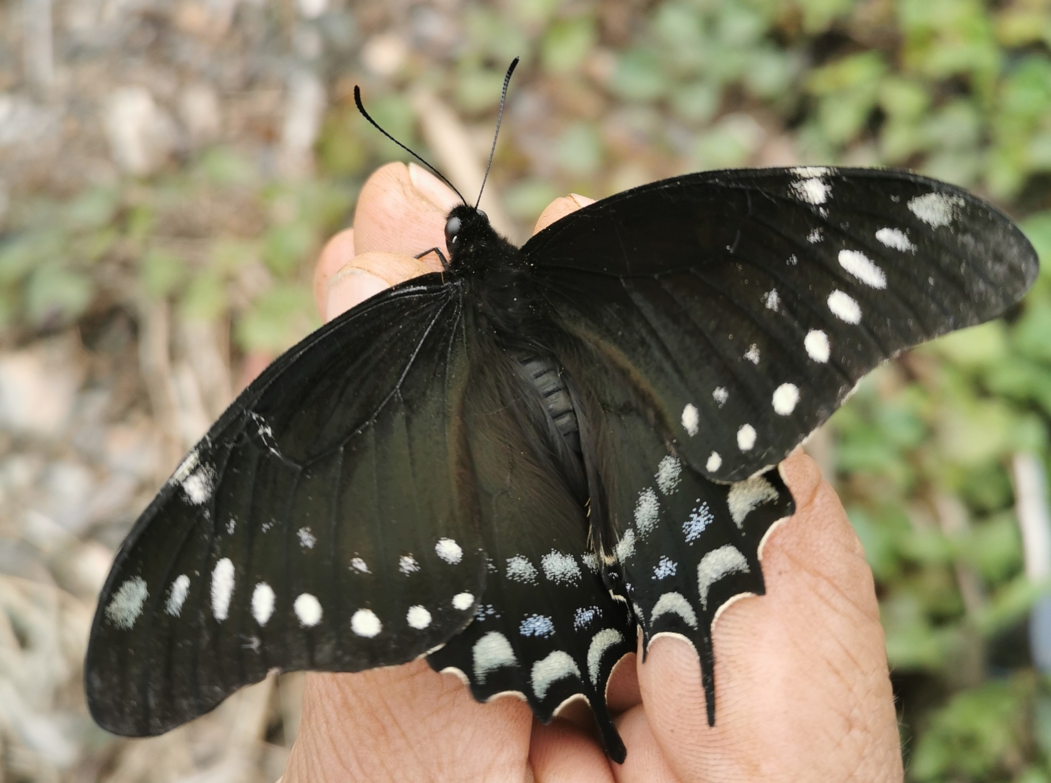 Papilio warscewiczii Hopffer, 1865
