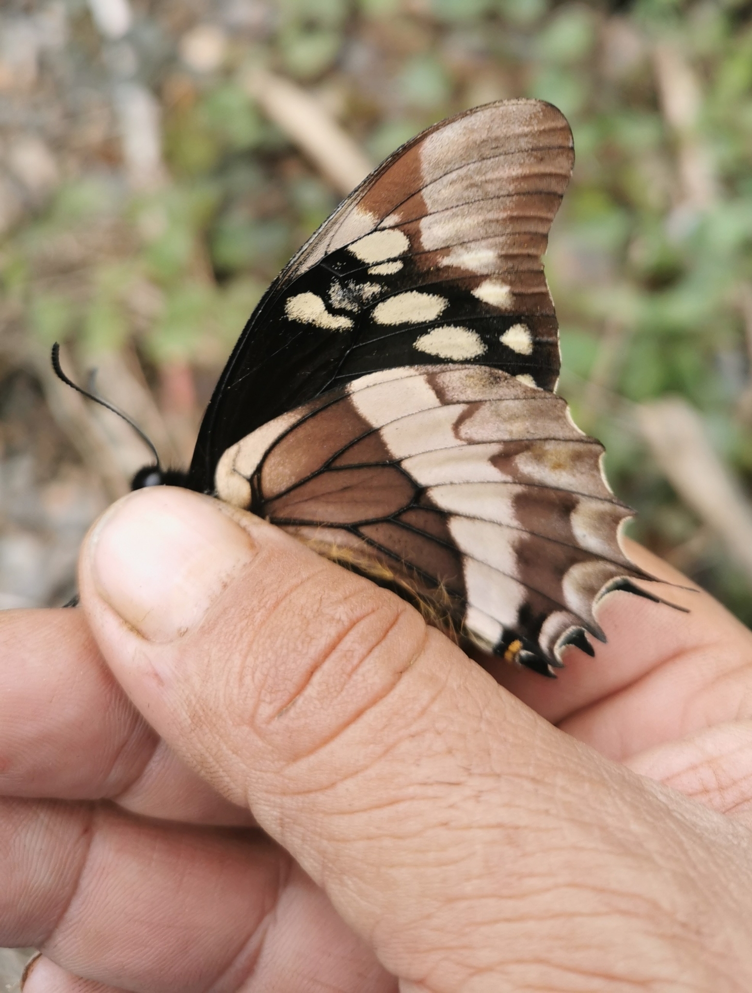 Papilio warscewiczii Hopffer, 1865