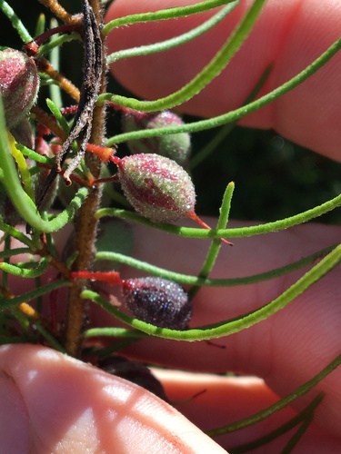 Persoonia subtilis · iNaturalist