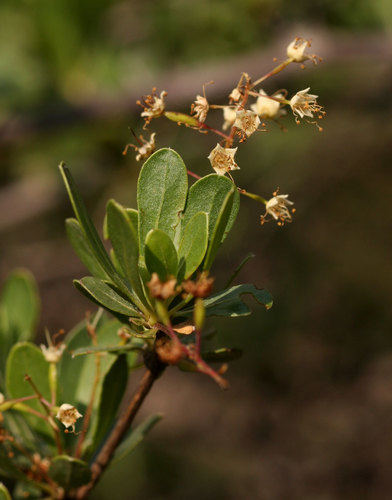 Small Clusterleaf (Terminalia randii) · iNaturalist