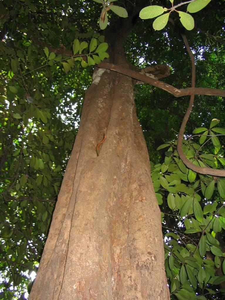 (Terminalia subspathulata) - Botanical Realm