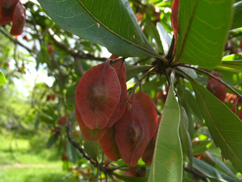 Brown Clusterleaf (Terminalia trichopoda) - Botanical Realm