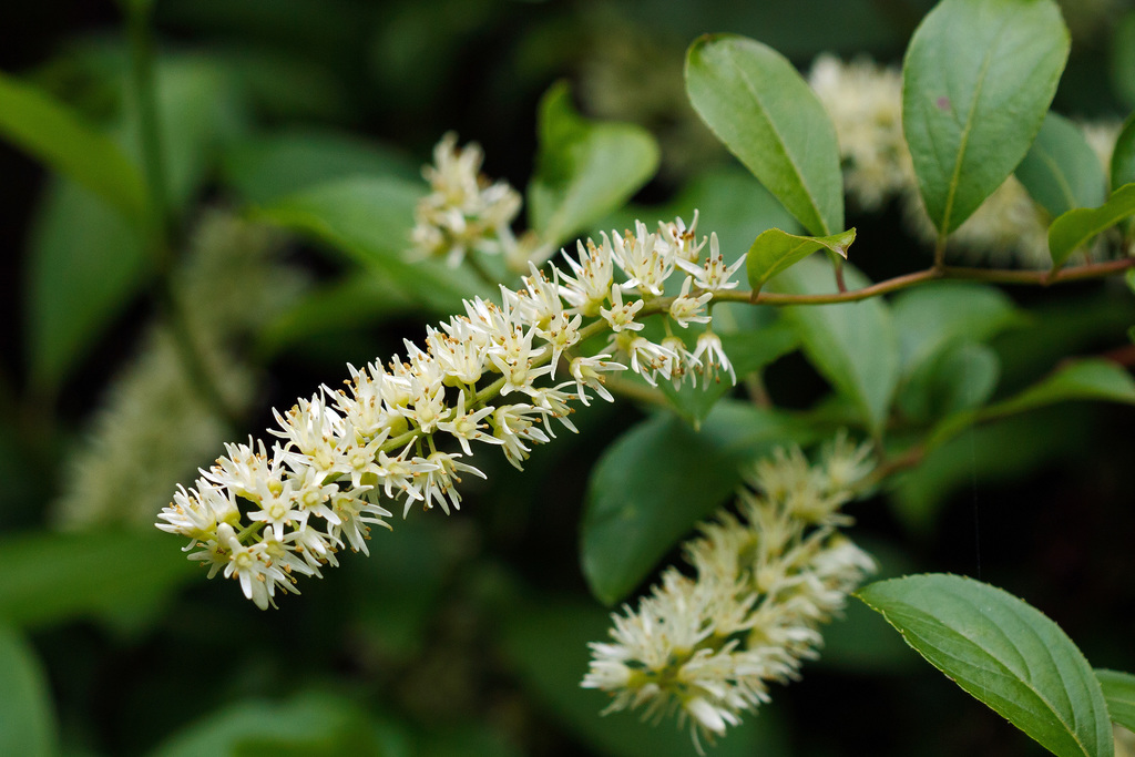 Virginia sweetspire (Growing Greener Schoolyards - Tennessee Native ...