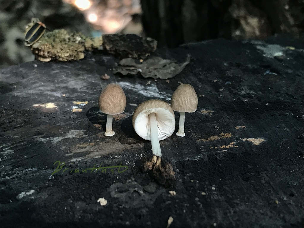 Pleated Pluteus from Albert Johnson Rd, Nashville, IN, US on July 14 ...