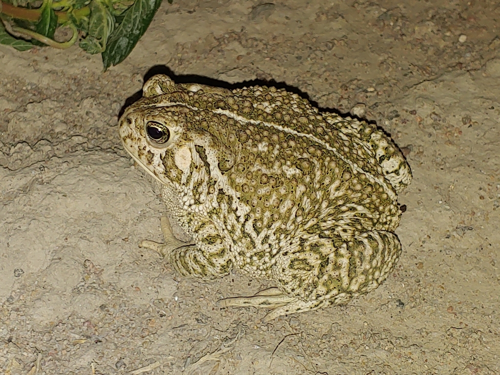 Woodhouse's Toad (Herps of the McLennan County, TX Area) · iNaturalist