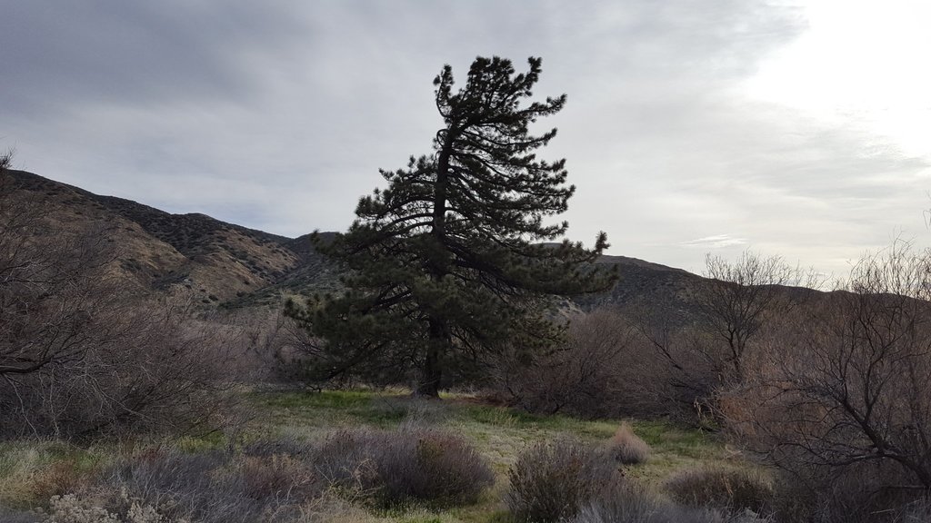 Coulter pine from San Diego County, CA, USA on March 21, 2018 at 09:05 ...