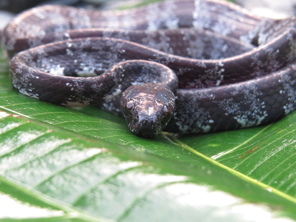 Cloudy Snail-eating Snake from López, Cauca, Colômbia on June 18, 2021 ...