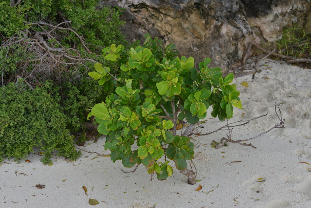 (Terminalia rubricarpa) - Botanical Realm