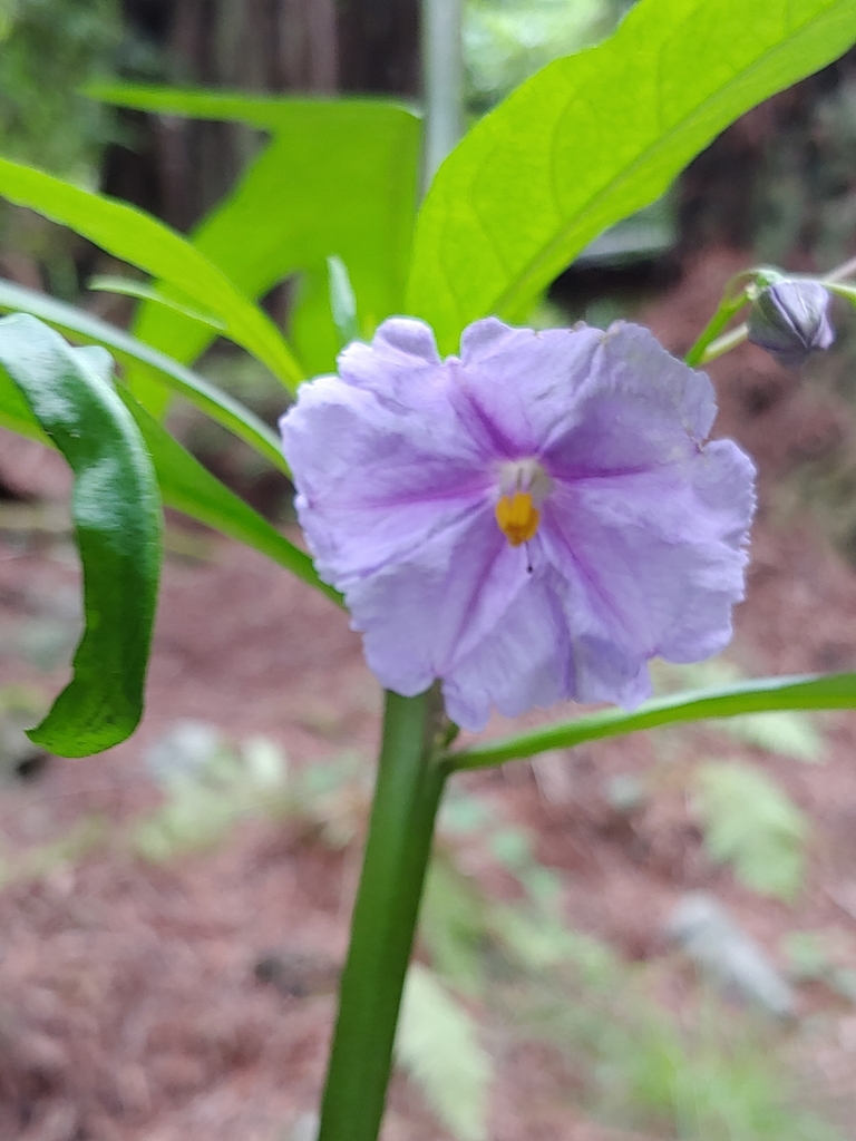 kangaroo-apple from Stinson Beach, CA 94970, USA on July 15, 2021 at 01 ...