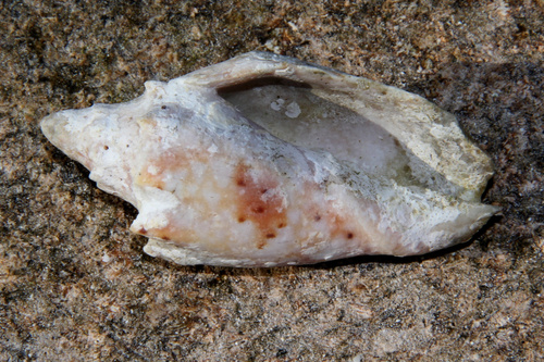 Cymbiola pulchra · iNaturalist