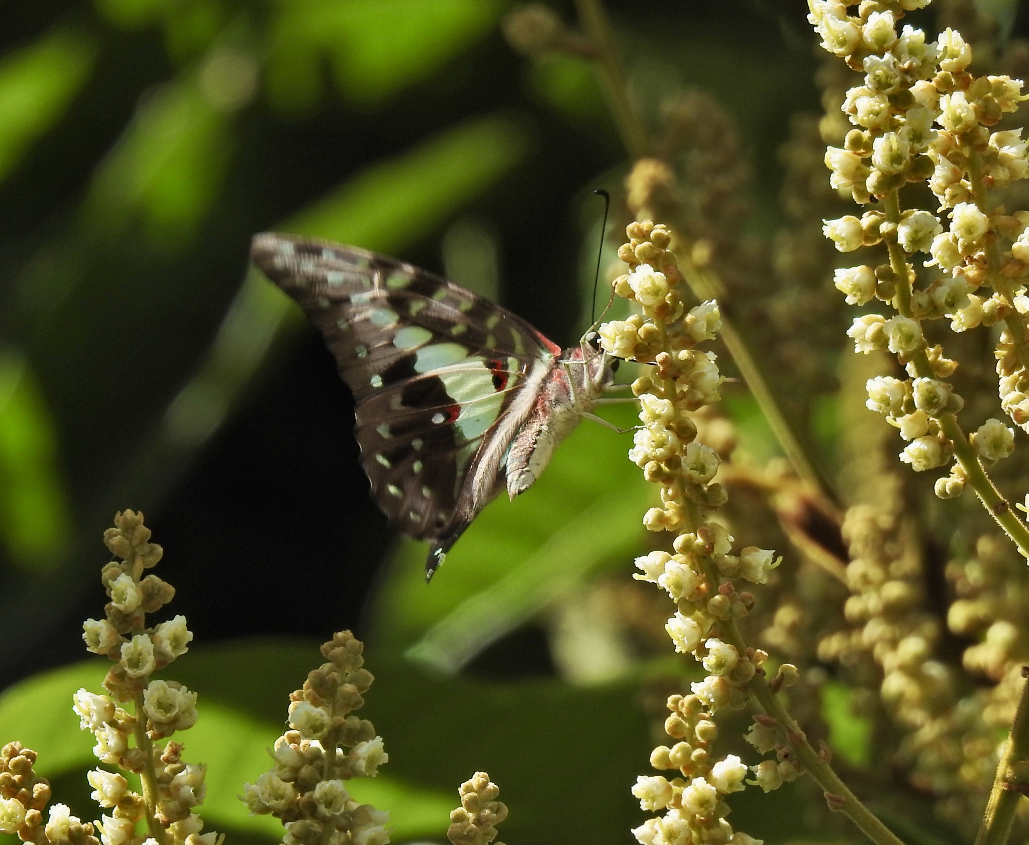 Graphium macfarlanei (Butler, 1877)
