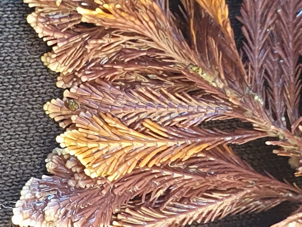 Red Coralline Algae (Jania) - Botanical Realm
