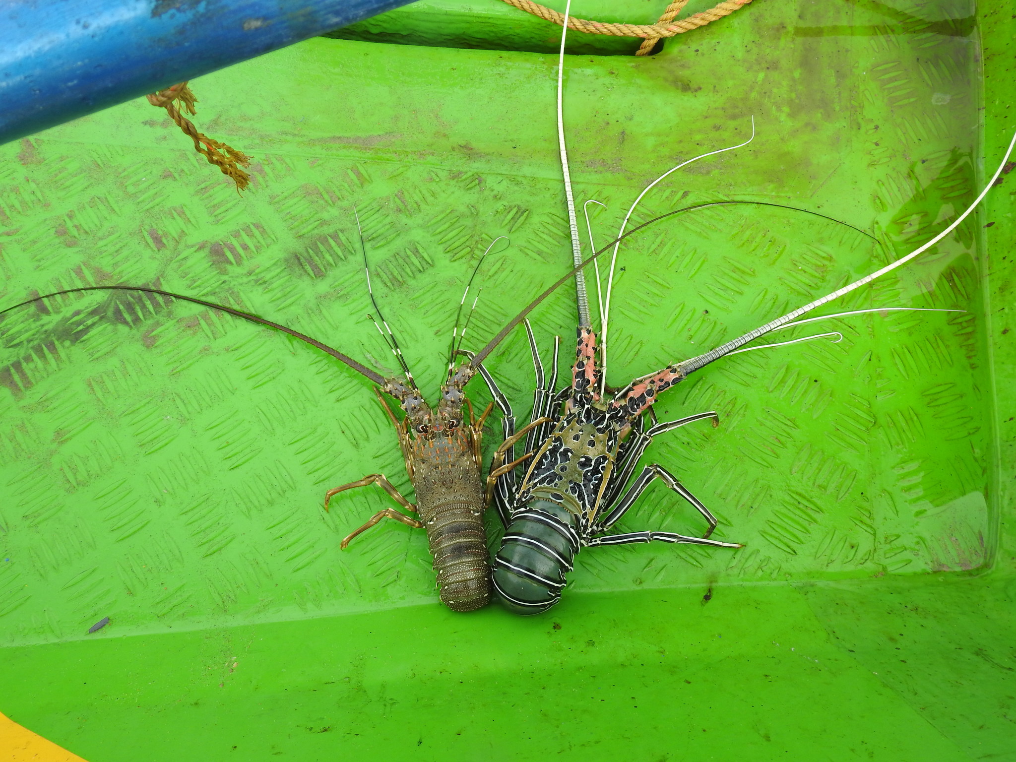 Panulirus homarus (Linnaeus, 1758)