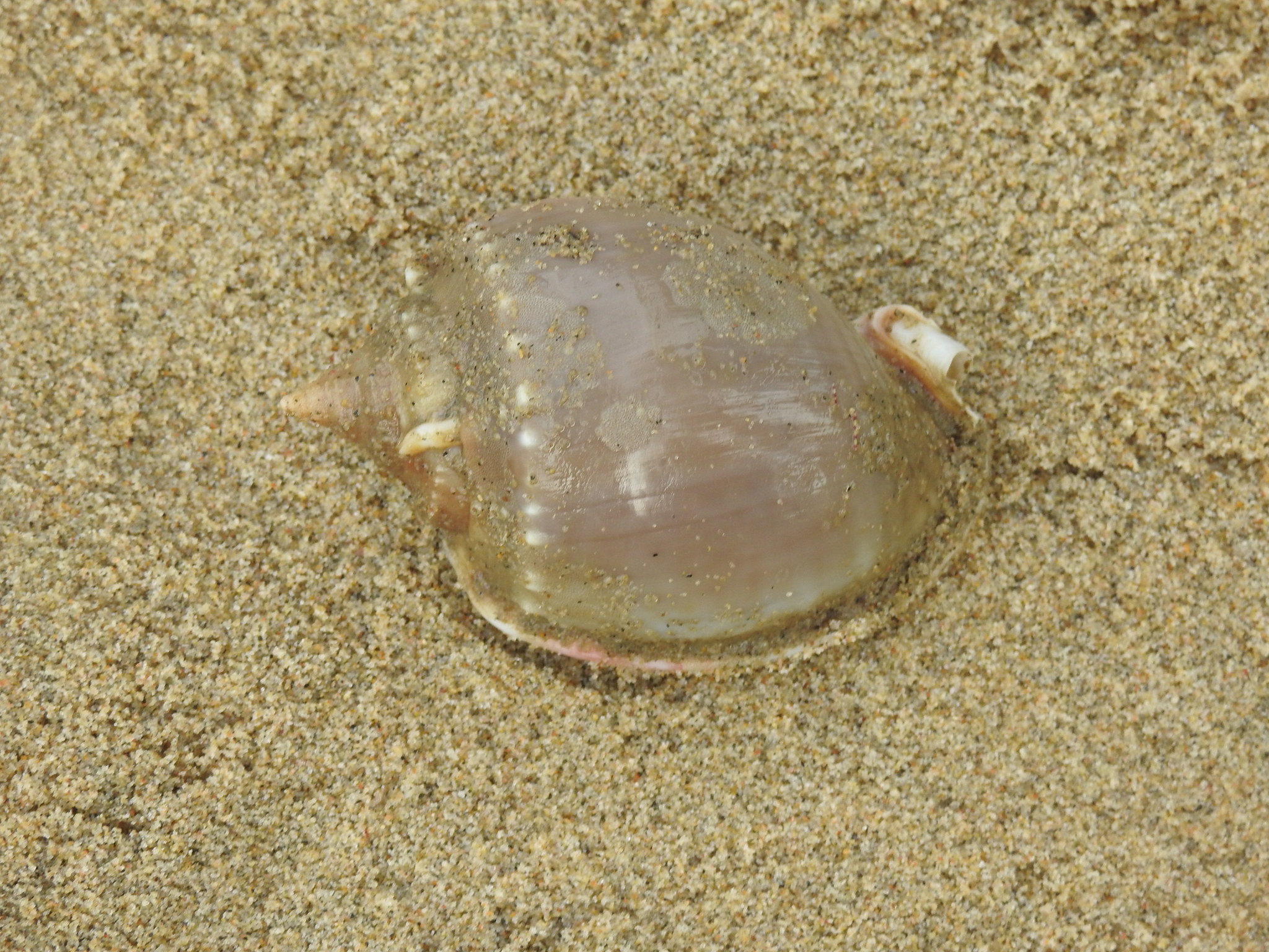 Phalium glaucum (Linnaeus, 1758)