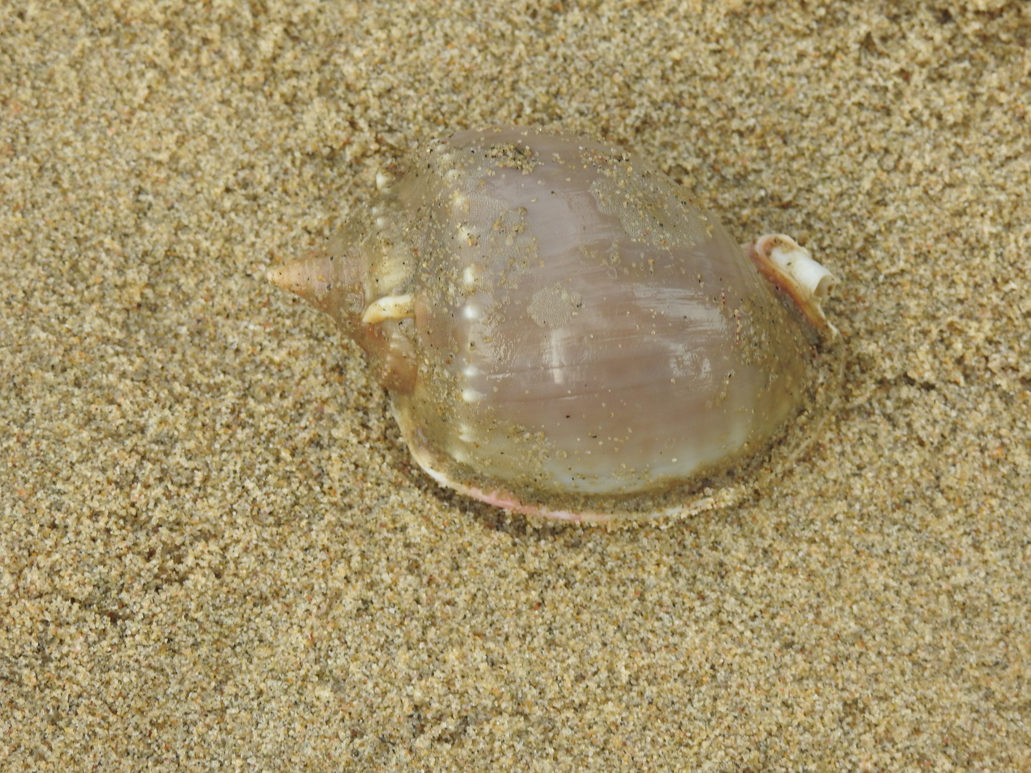 Phalium glaucum (Linnaeus, 1758)