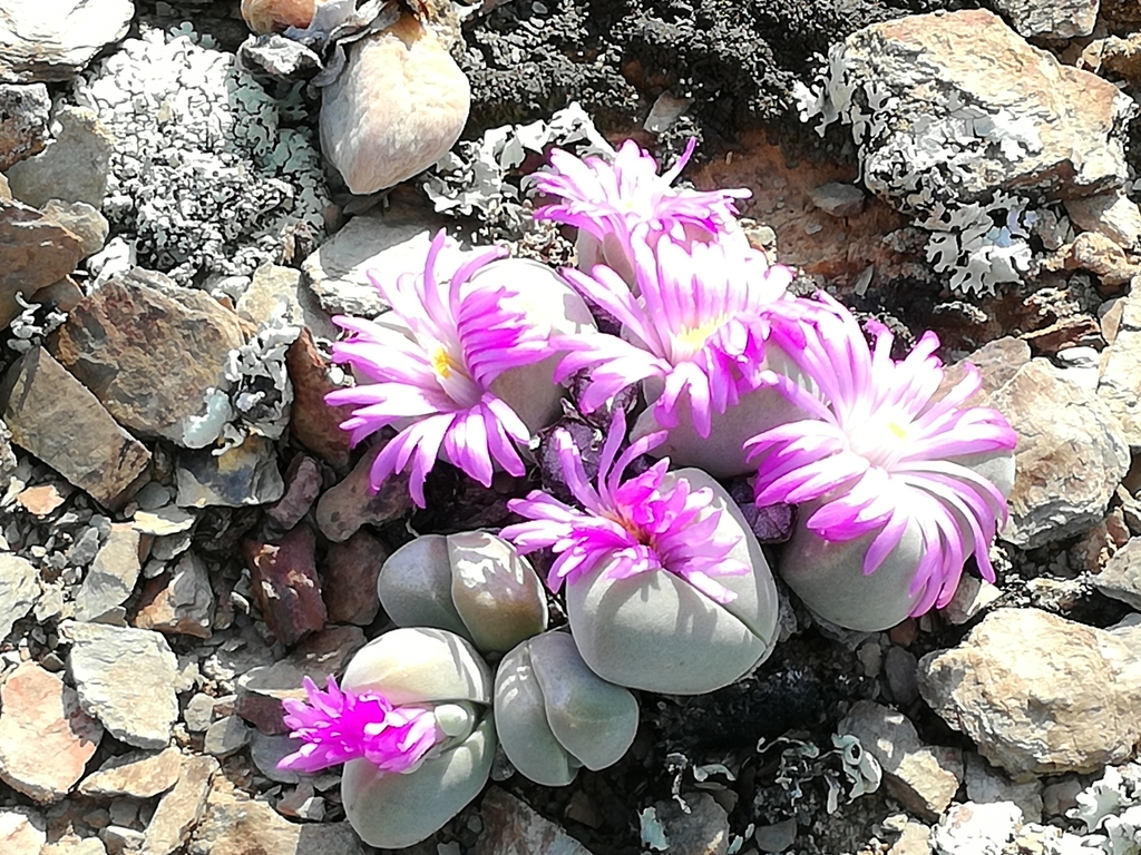 Parrotbill Humpfig in July 2018 by stephen hardcastle. G dispar ...