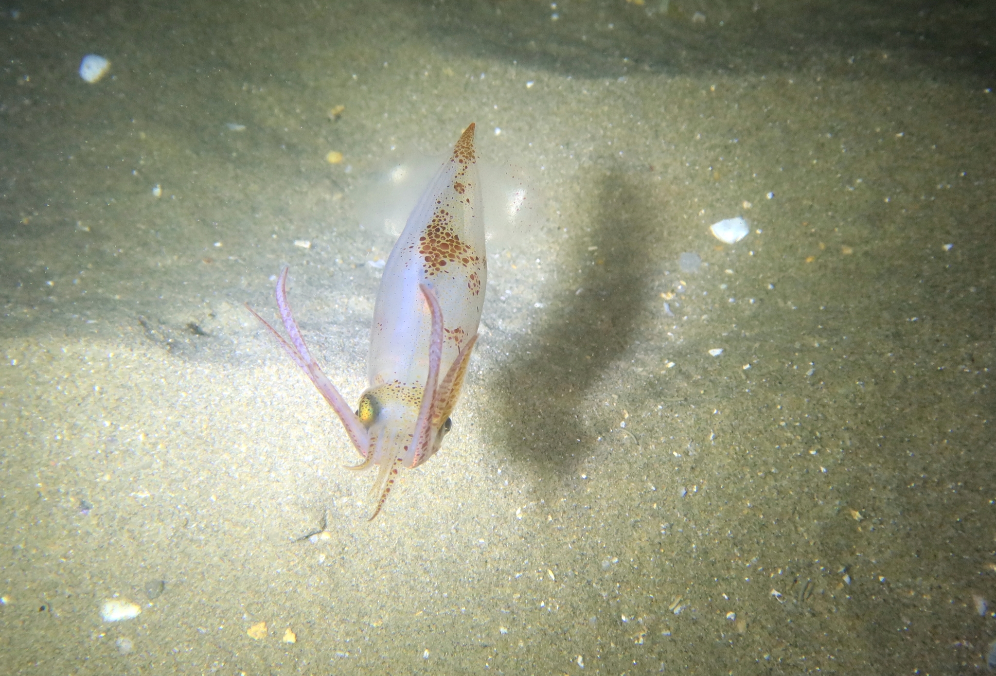 Alloteuthis media (Linnaeus, 1758)