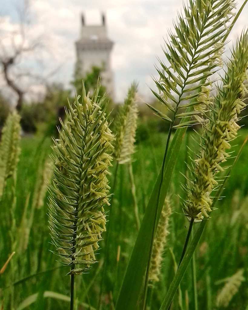 grasses (Poaceae) - Botanical Realm