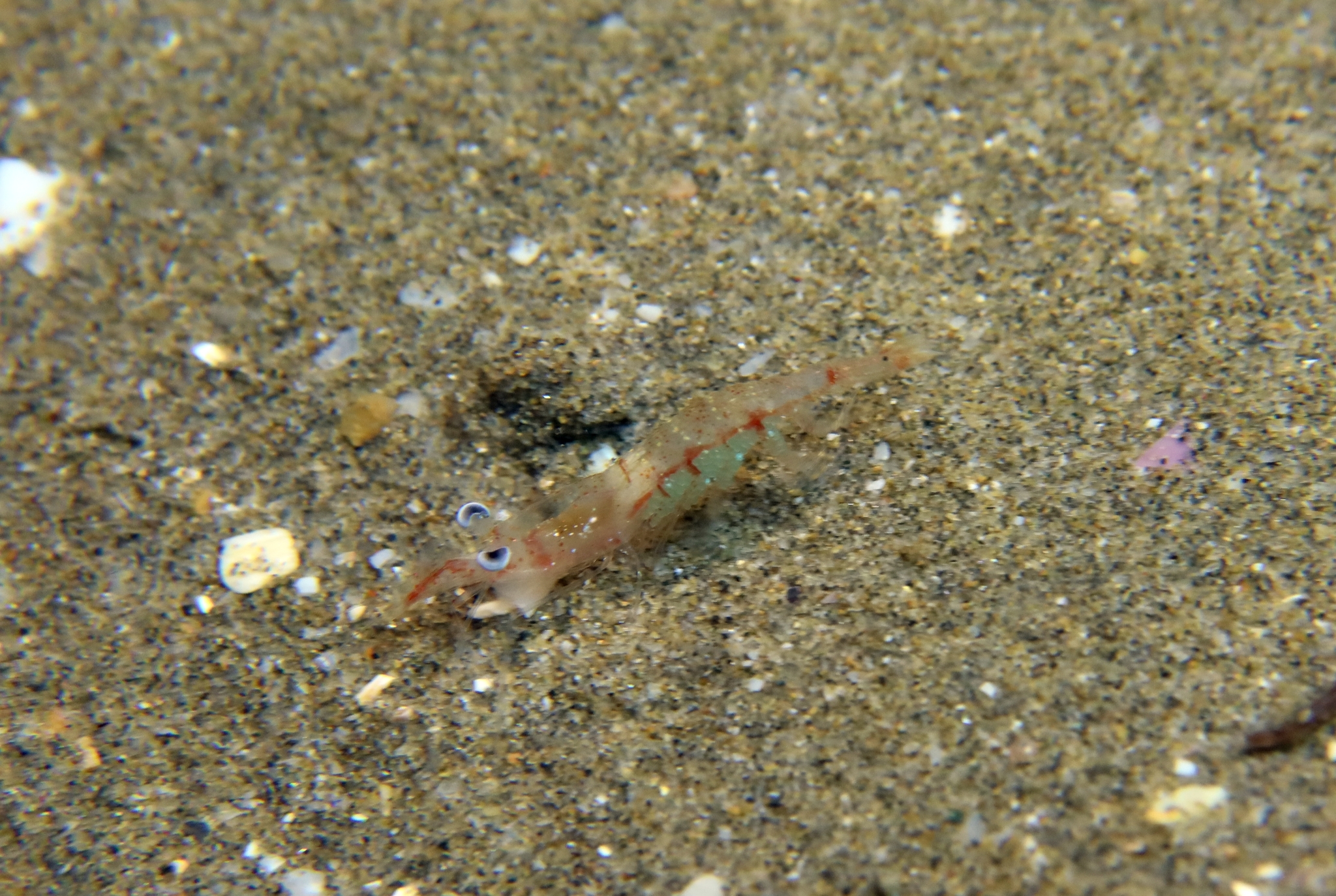 Processa modica Williamson, 1979