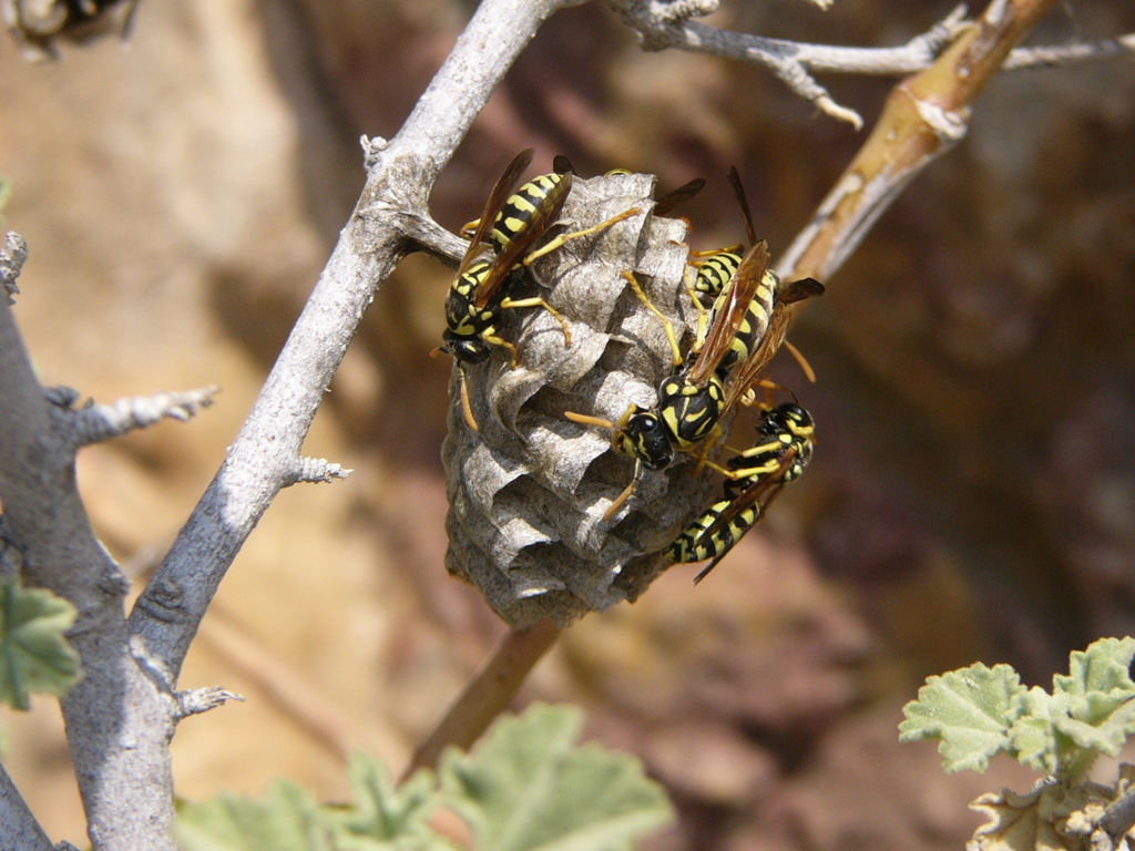 French Paper Wasp from C. 4-3, 7, 30840 Alhama de Murcia, Murcia ...