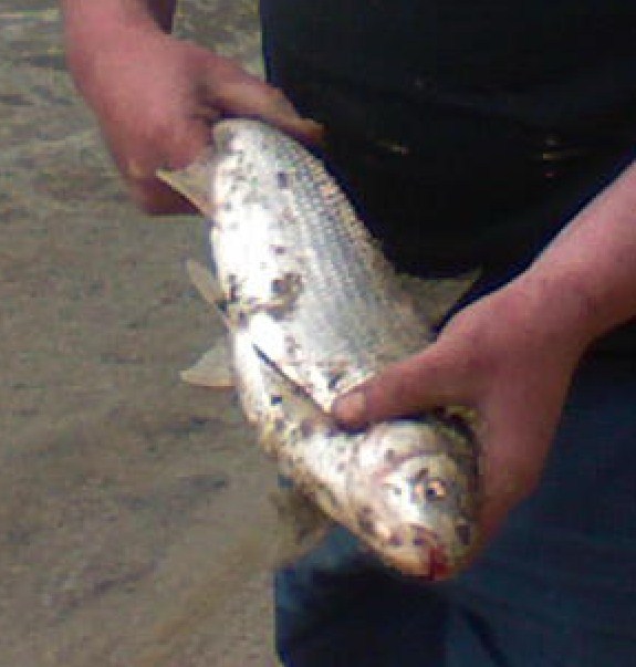 Black Sea Roach (Rutilus frisii) - Marine Life Identification