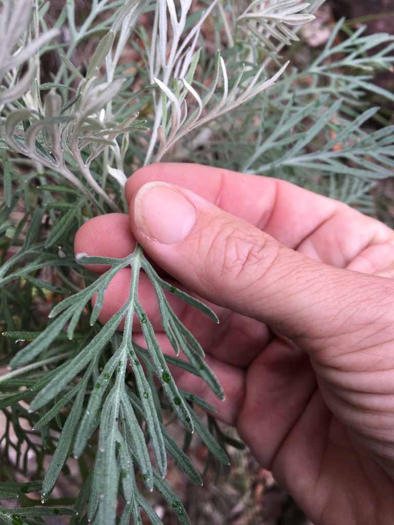dicots from Carnarvon National Park, Mount Moffat, QLD, AU on June 30 ...