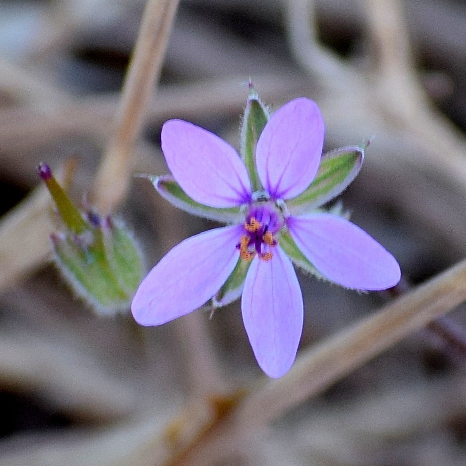 Redstem Stork's-bill from Joseph D. Grant County Park, CA, USA on July ...