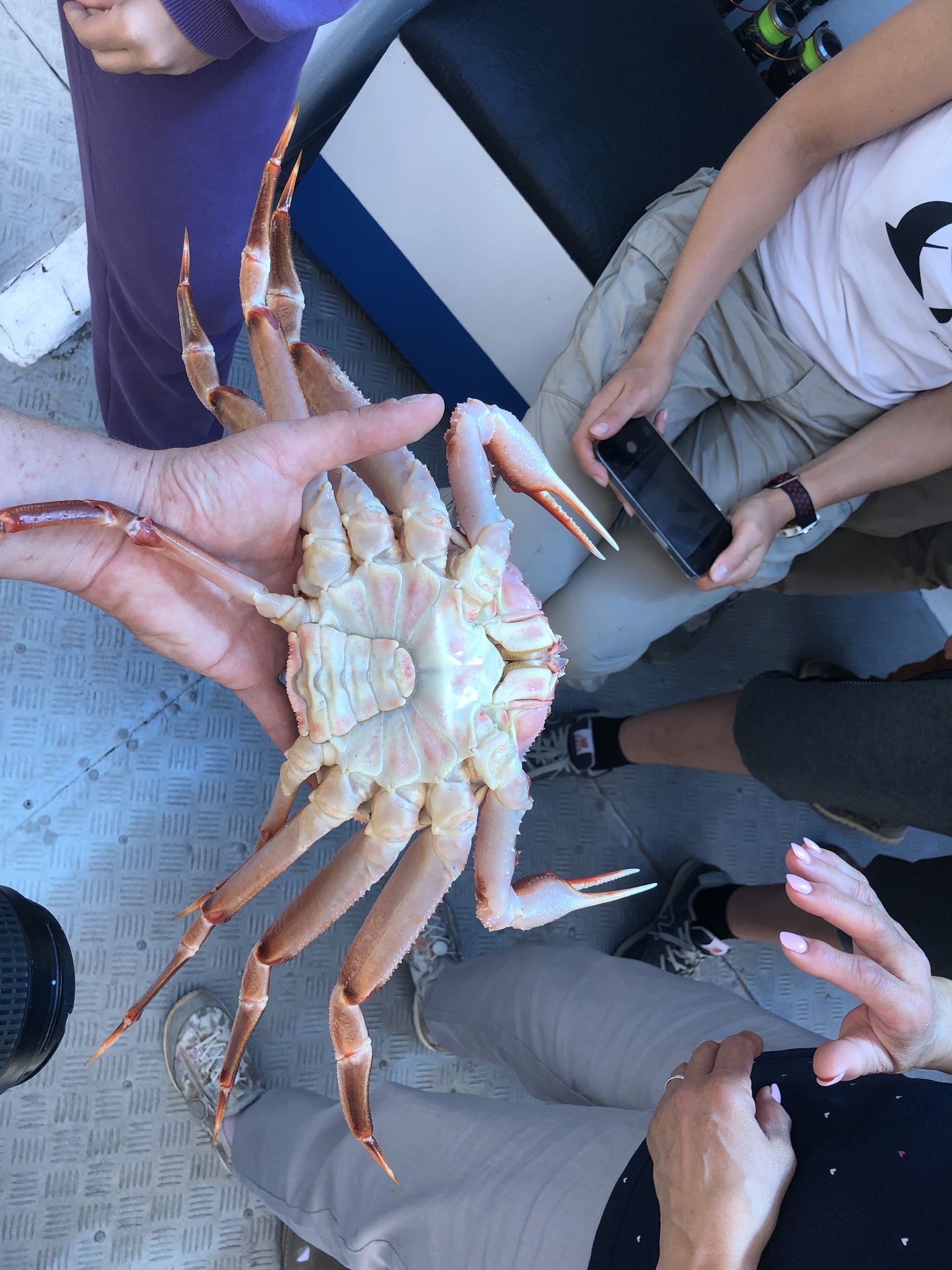 Chionoecetes opilio (Fabricius, 1788)