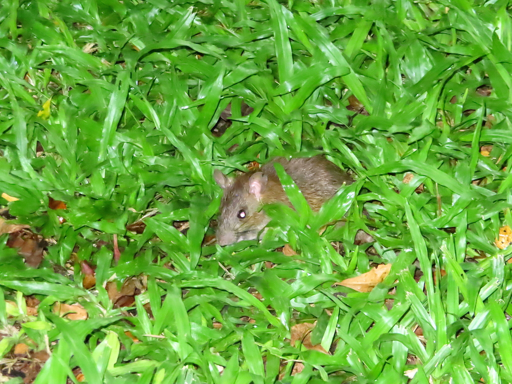 Malaysian Field Rat (Rattus tiomanicus) - Know Your Mammals