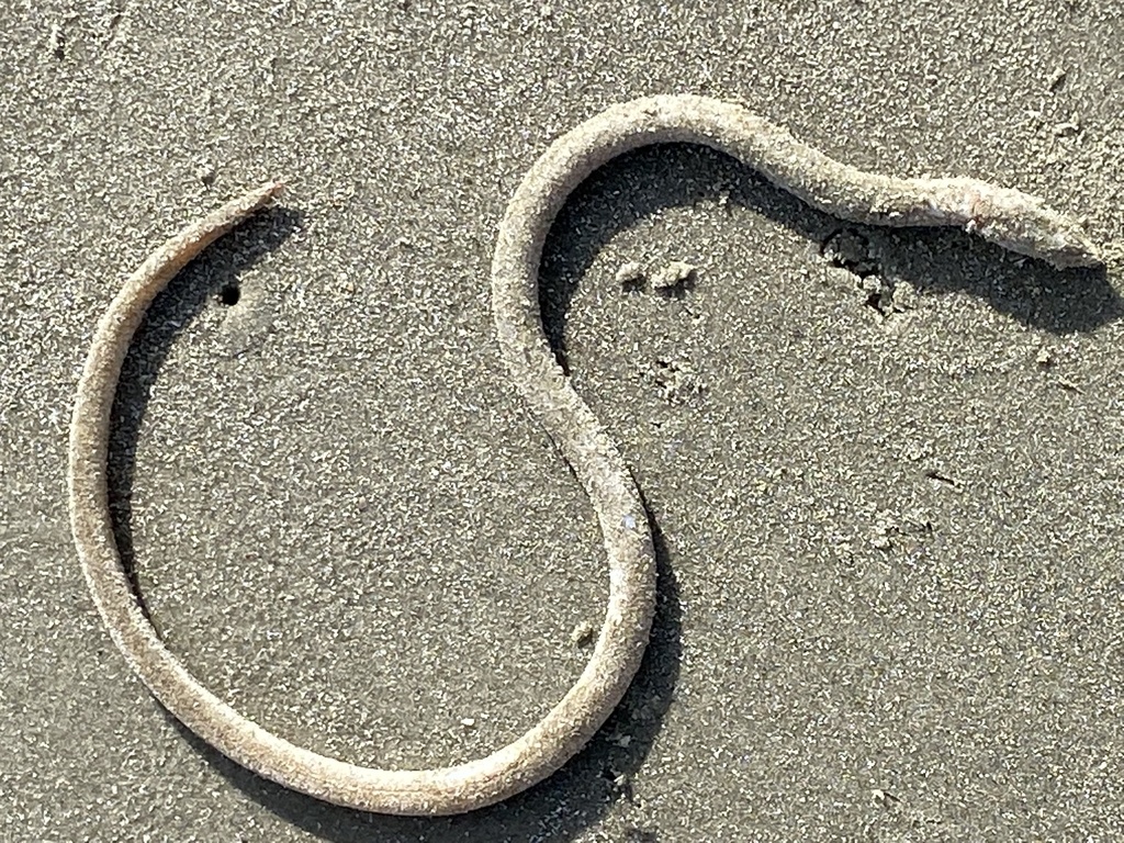 Snake Eels in July 2021 by Sue Anne Brenner · iNaturalist