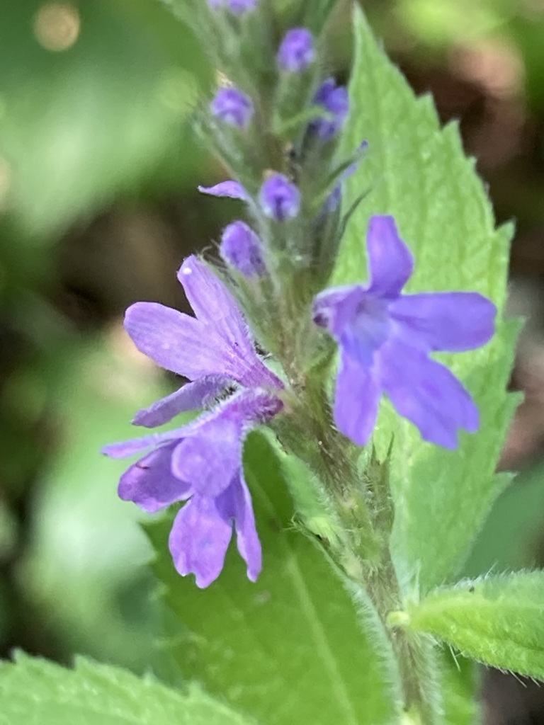 hoary vervain from Spring Creek Prairie SNA on July 15, 2021 at 02:03 ...