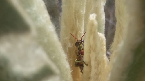 Genus Agesander · iNaturalist