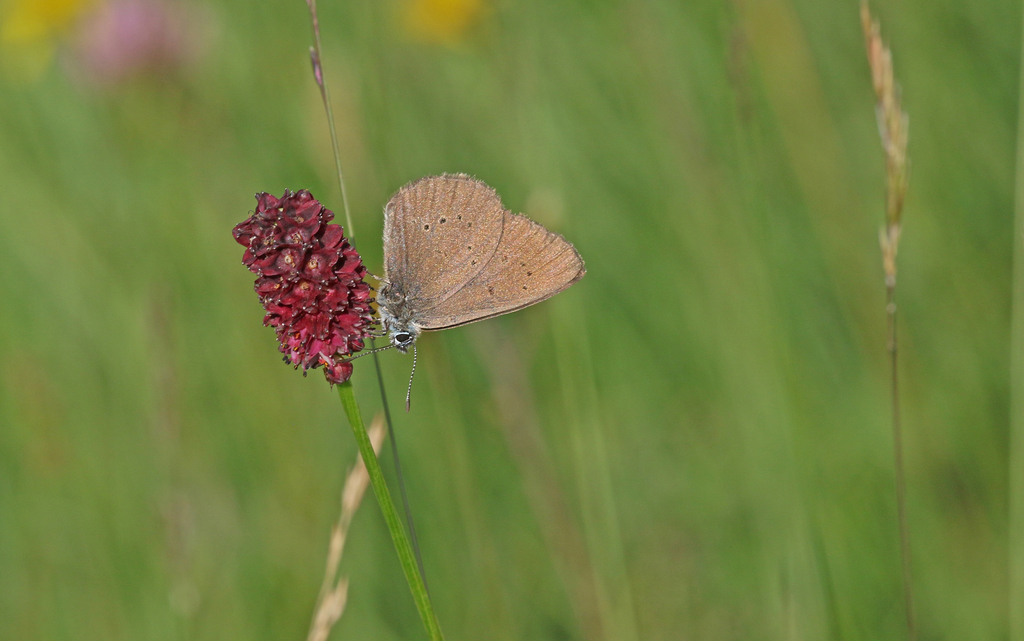Dusky Large Blue from 87637 Seeg, Deutschland on July 09, 2021 at 04:54 ...