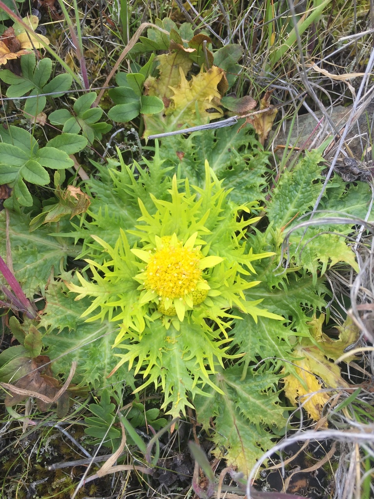Footsteps of spring from San Francisco State Fish and Game Refuge, San ...