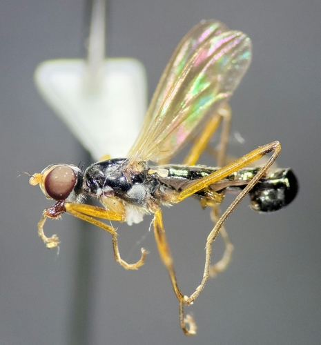 Compsobata mima · iNaturalist