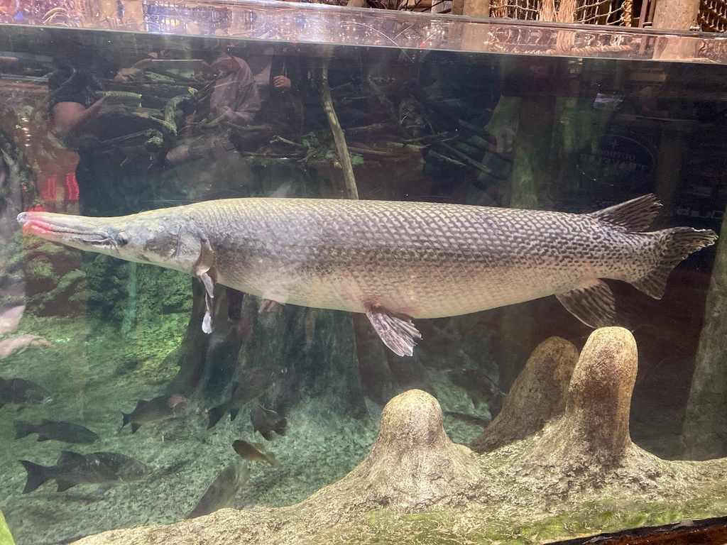 Alligator Gar from Wonders of Wildlife National Museum & Aquarium ...