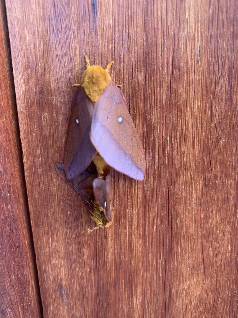Southern Pink-striped Oakworm Moth from Pisgah National Forest, Candler ...